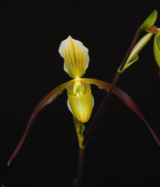 Paph. Lebaudyanum Album (Paph. haynaldianum x Paph. philippinense) | Slippertalk Orchid Forum