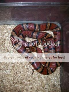 Jungle Corns?! | Reptile Forums