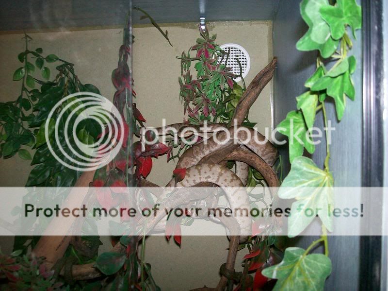 cooks tree boas | Reptile Forums