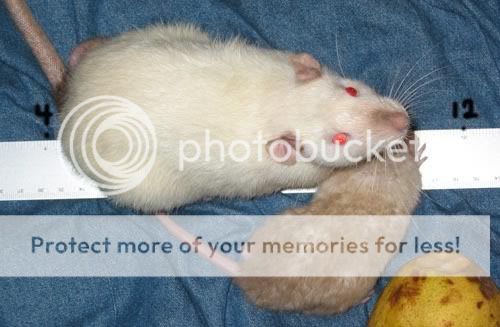 determining rat age | Rat Forum