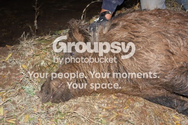 300 Pound Boar - TexasBowhunter.com Community Discussion Forums